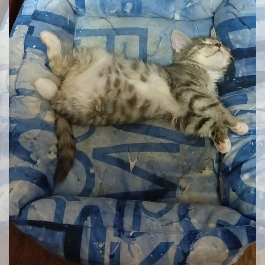 Котята в добрые руки