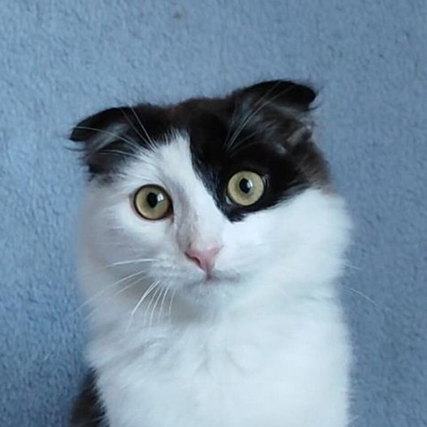 Лёлик котенок вислоухий в хорошие руки