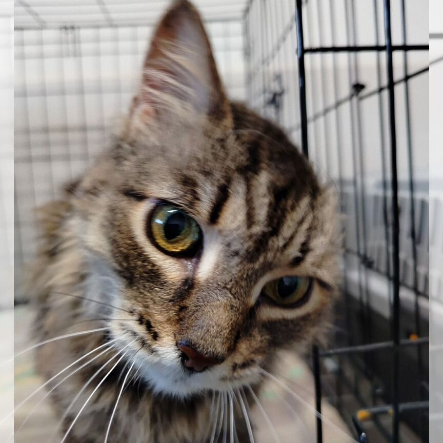 Взрослая кошка в добрые руки