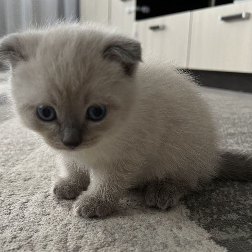 Шотландский котик и прямоухий котик