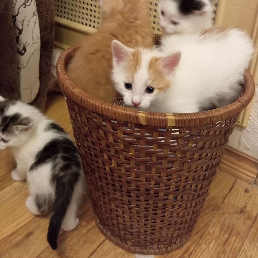 Котёнок от частного владельца