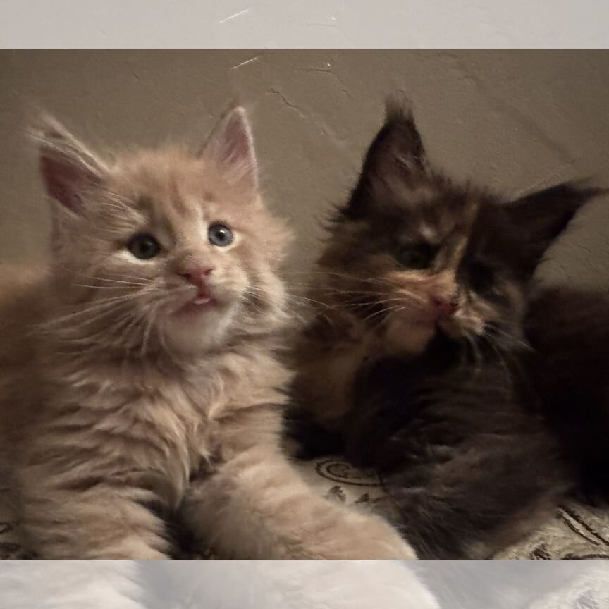 Мейн-кун котёнок