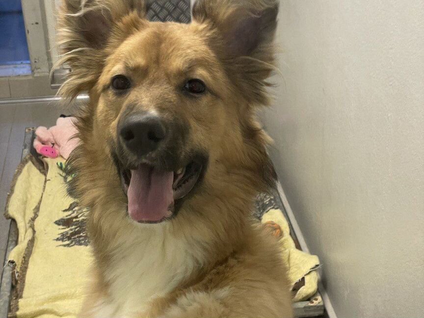 Спасите Лилу: 8 месяцев в боксе стационара