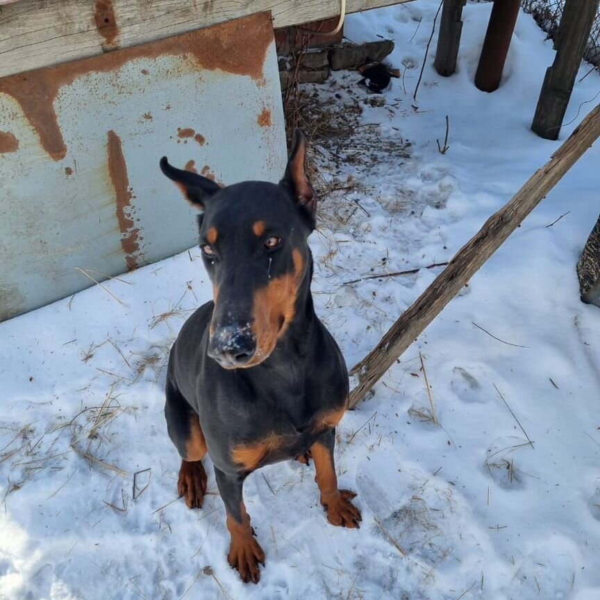 Собака ищет дом