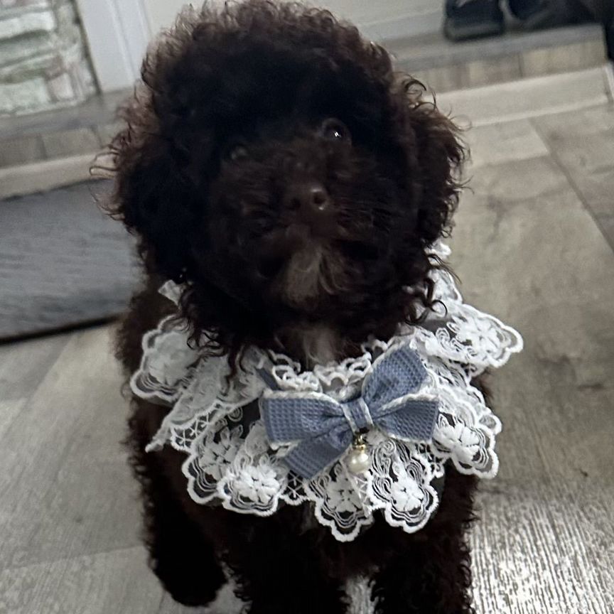 Шоколадный мальчик