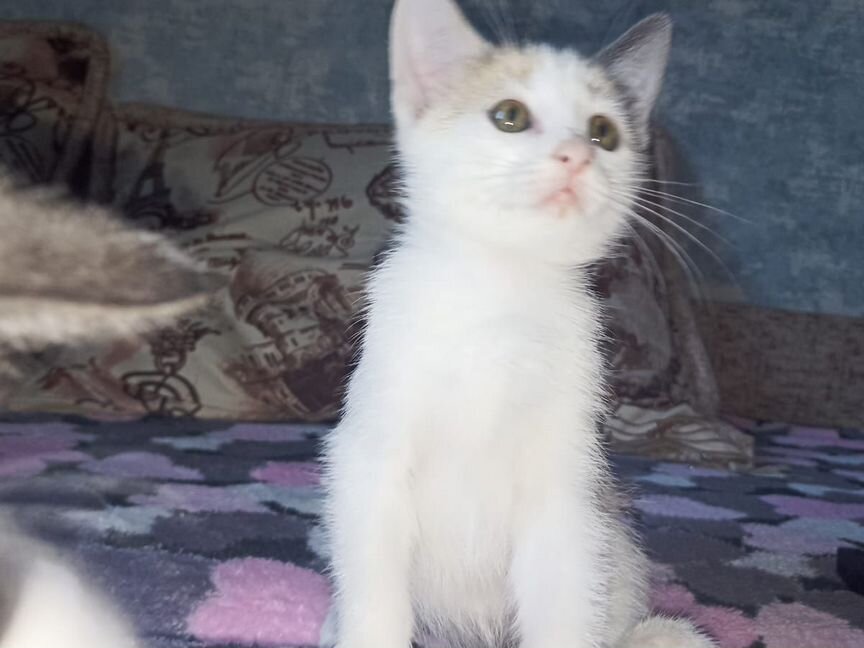 Котенок трехцветочка