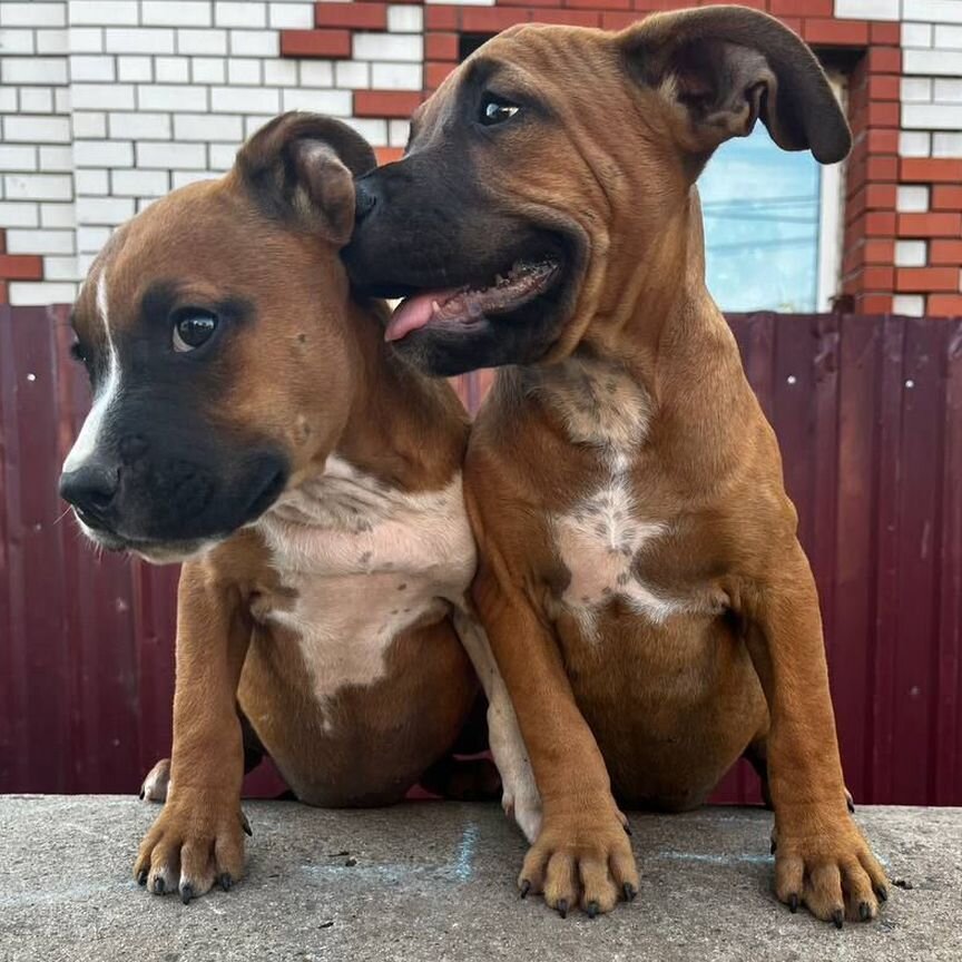 Американский стаффордширский терьер