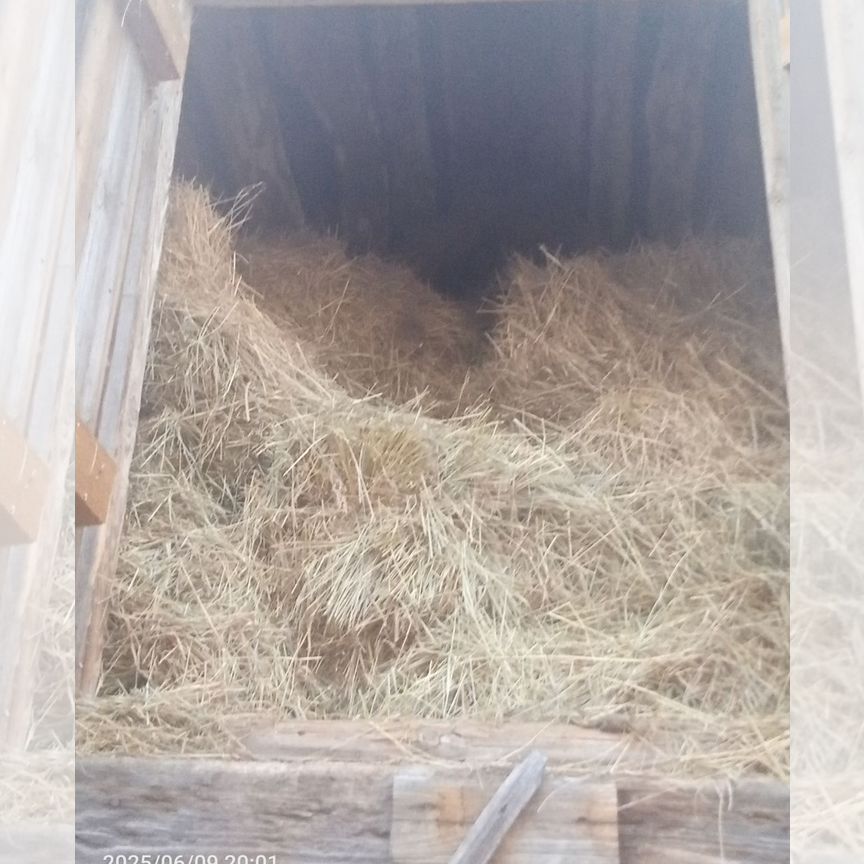 Сено в квадратных тюках