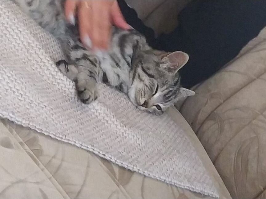 Кошечка в добрые руки