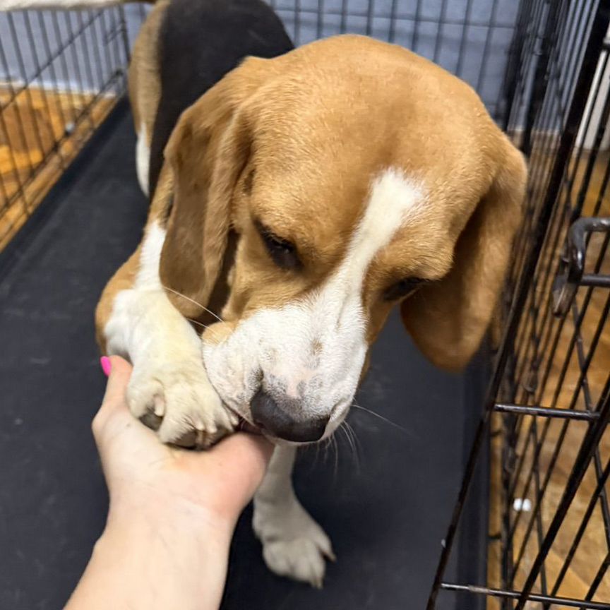 Клетка для собак