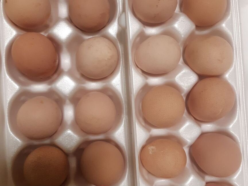 Инкубационное яйцо