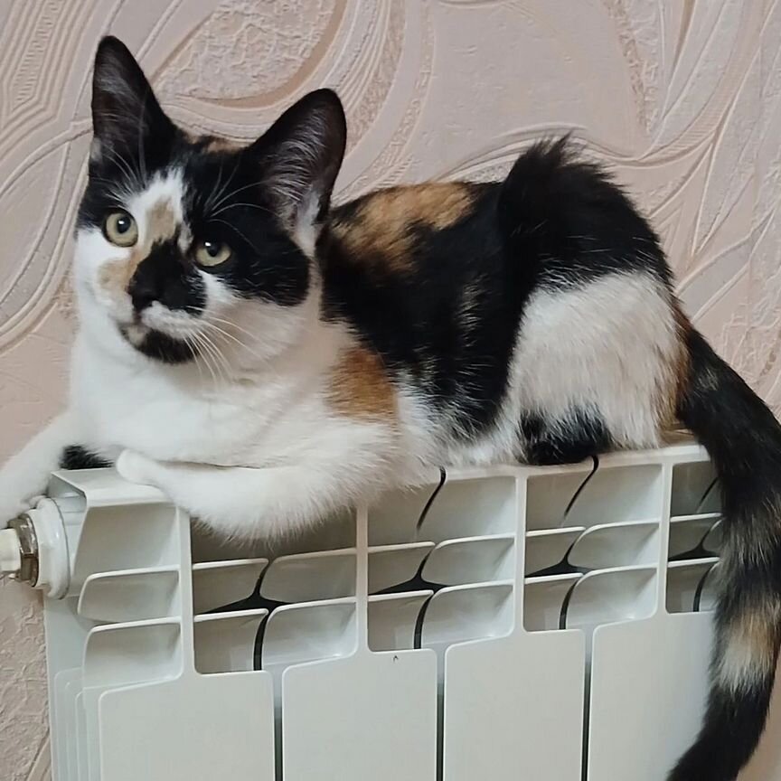 Кошки в добрые руки бесплатно