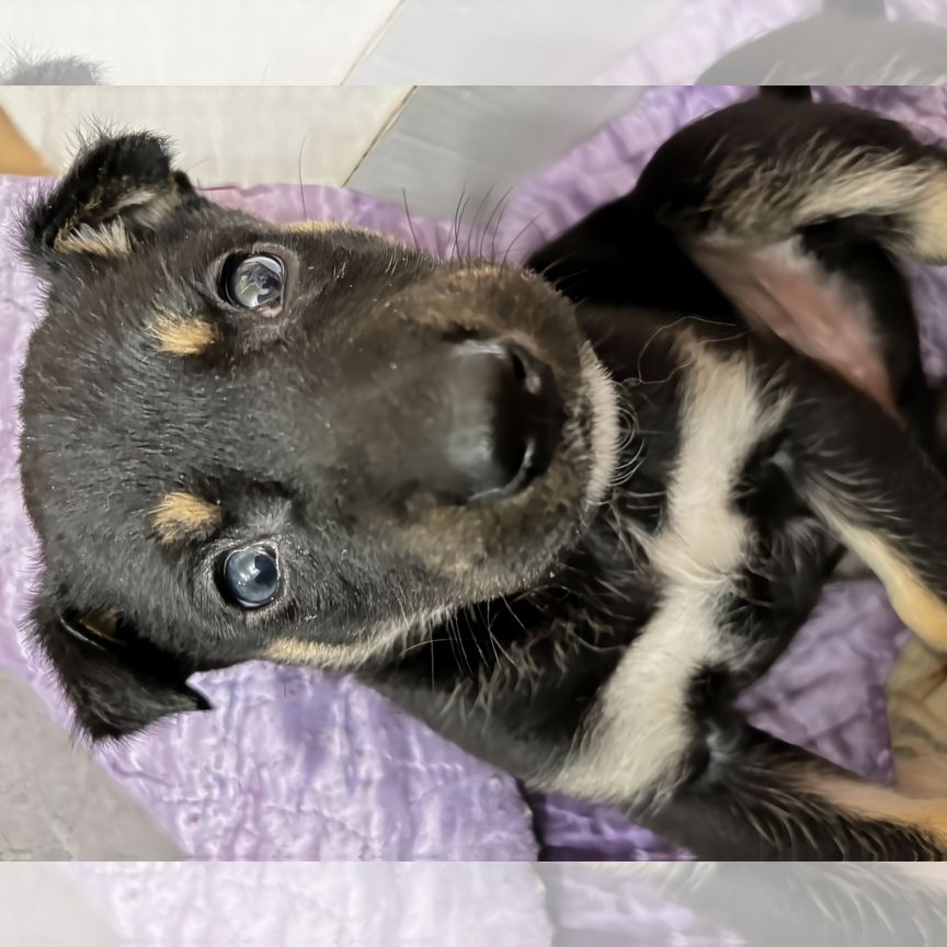 Щенок в добрые руки