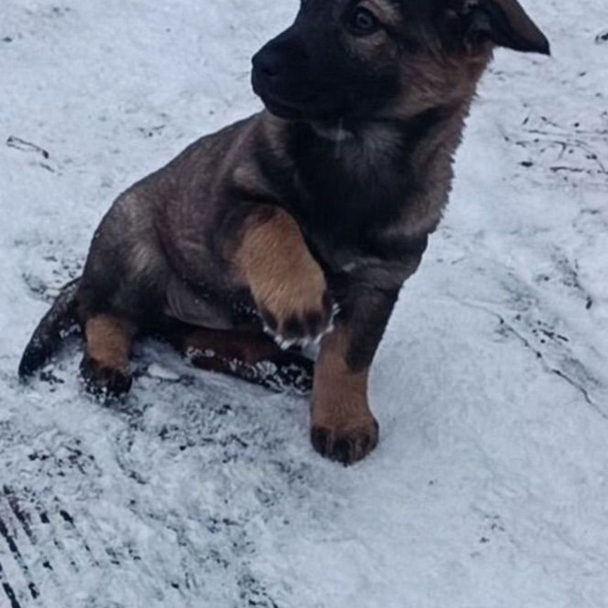 Щенок в добрые руки