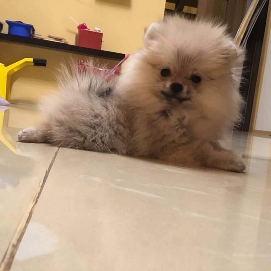 Немецкий шпиц, щенок