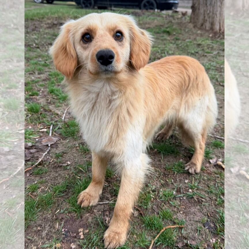 Взрослый пёс в добрые руки