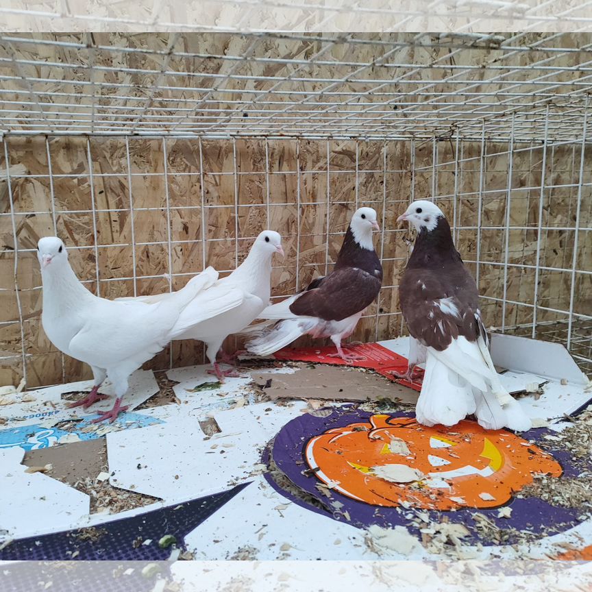 Бакинские Широкохвостые на продажу