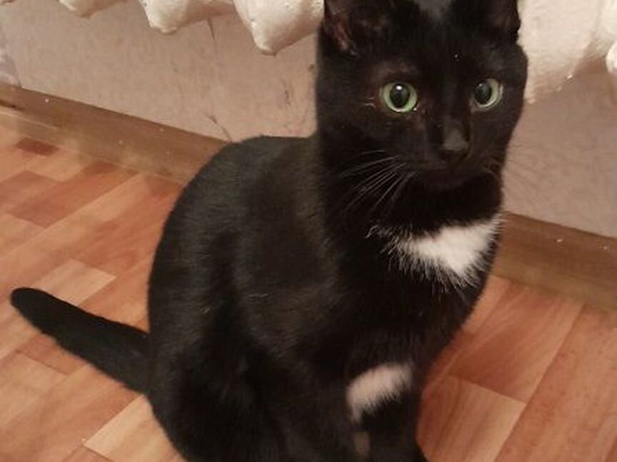 Молодая нежная кошечка (стерилизована,лоток на 5+)