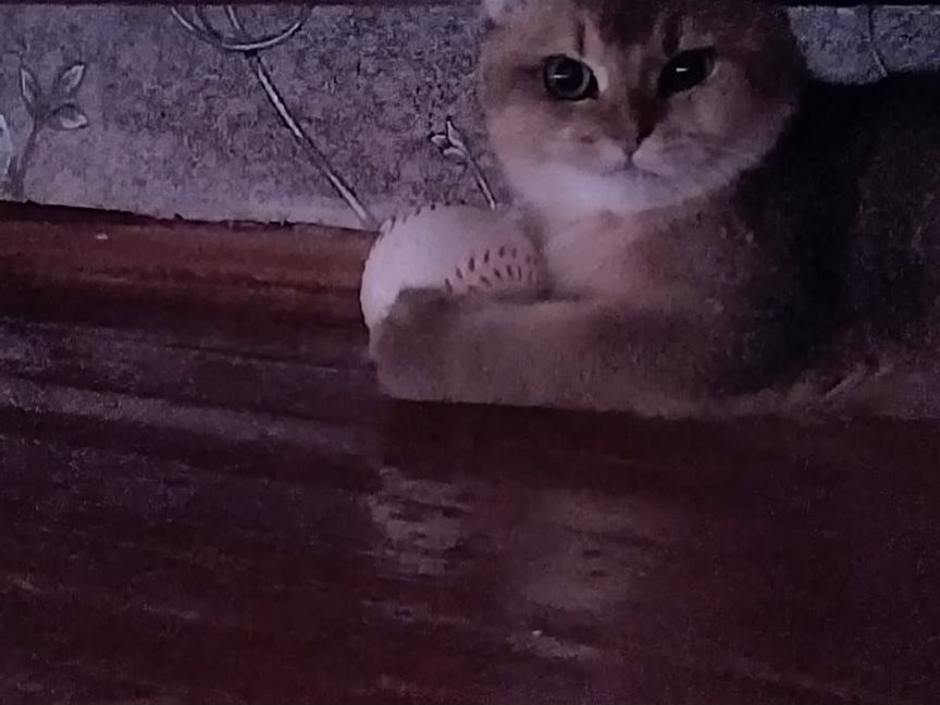 Скотиш фолд