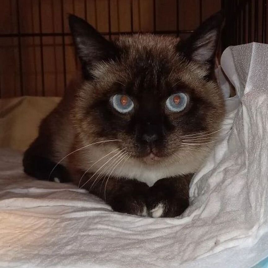 Сиамский, взрослый кот