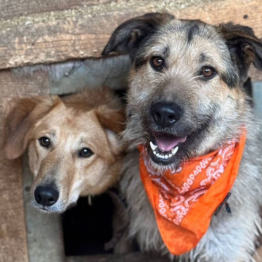 Взрослая собака в добрые руки