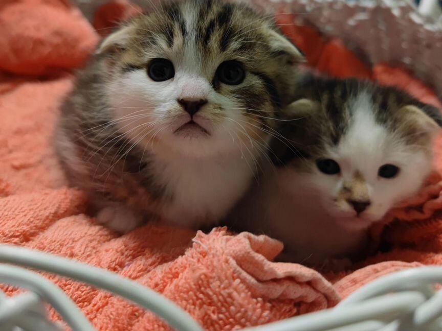 Шотландские вислоухие котята