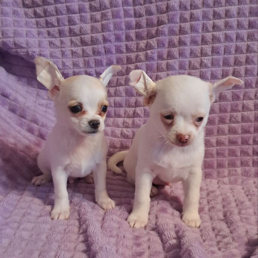 Мальчишки чихуахуа