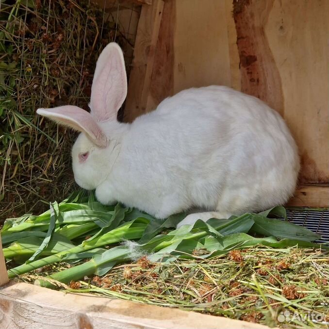 Сукрольная крольчиха