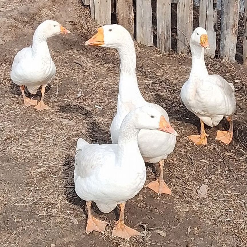 Гуси на племя