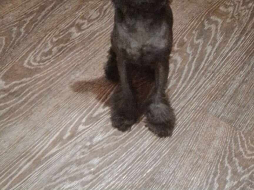 Собака шипу девочка