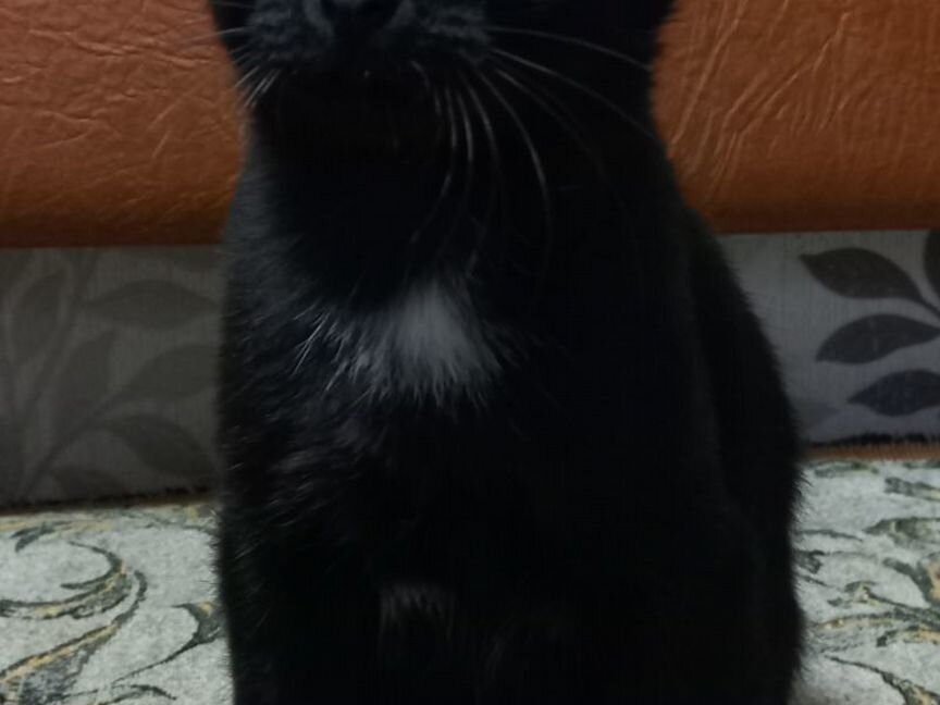 Отдам котят в добрые руки. Котятам 3.5 месяца