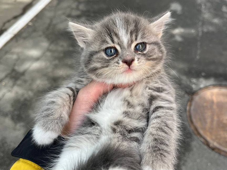 Шотландские котята