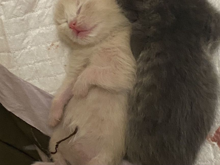 Кошки