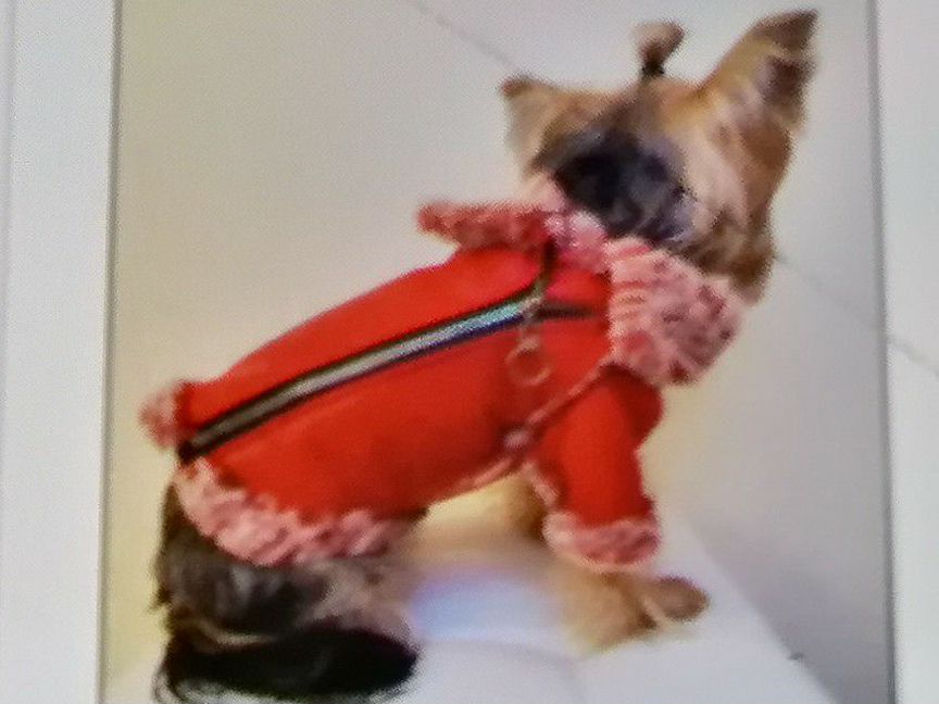 Дубленка для собак