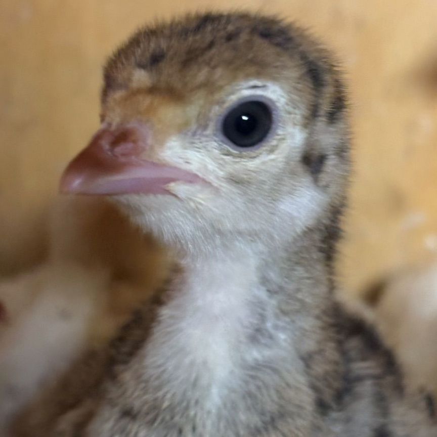 Индюшата Хайбрид Конвектор и Бронза 708