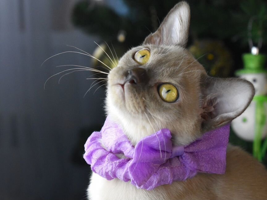 Бурманские шоколадные девочки