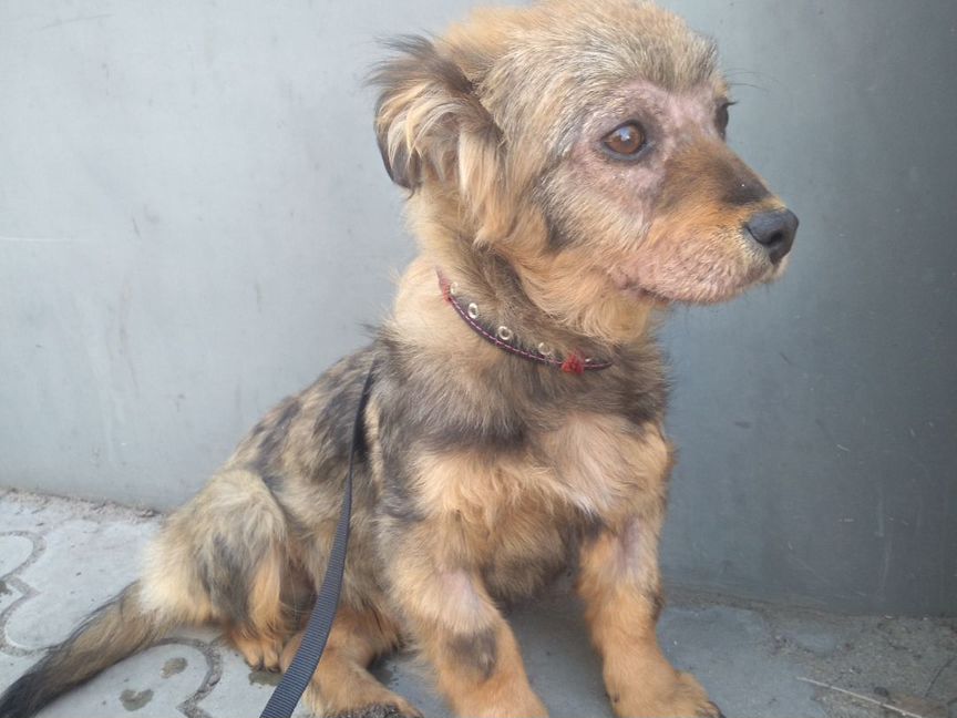 Щенок в добрые руки бесплатно маленькая порода