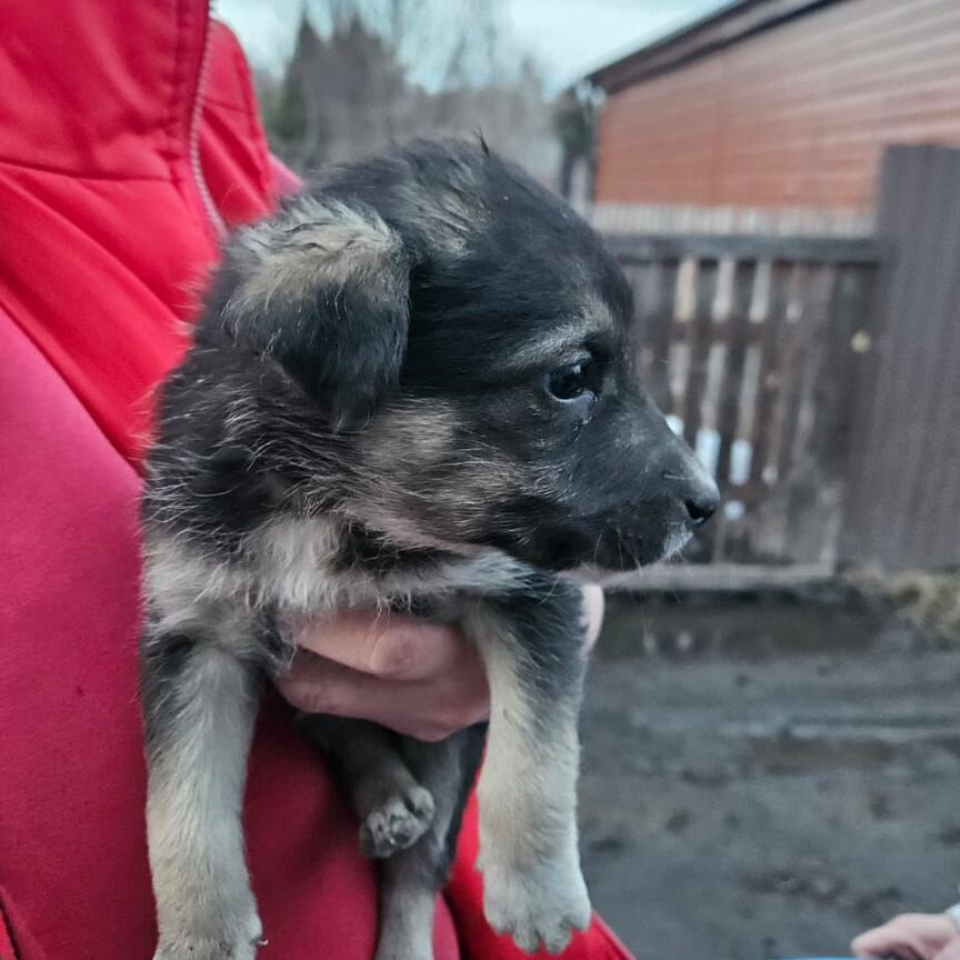 Щенок в добрые руки