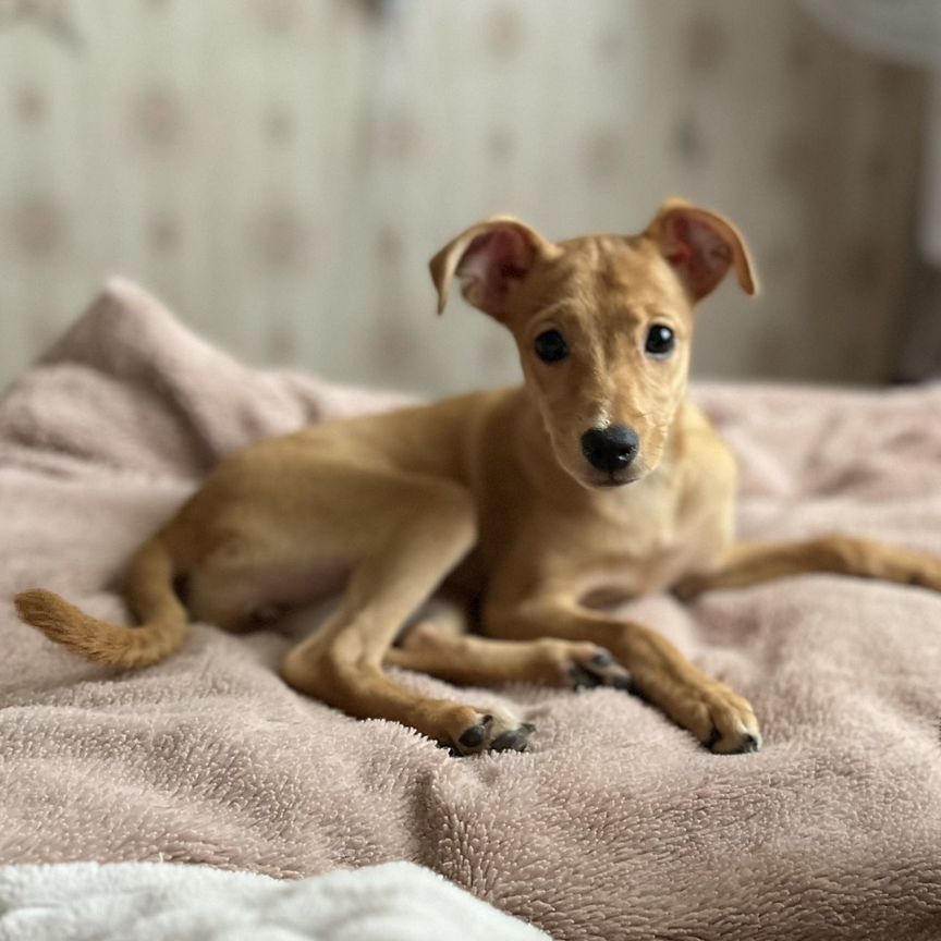 Отдам собачку в добрые руки