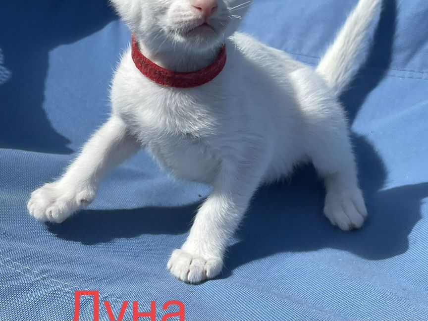 Белые ориенталы