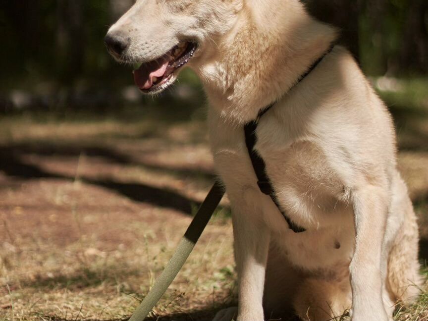 Красавица Синди из приюта ждет свою семью