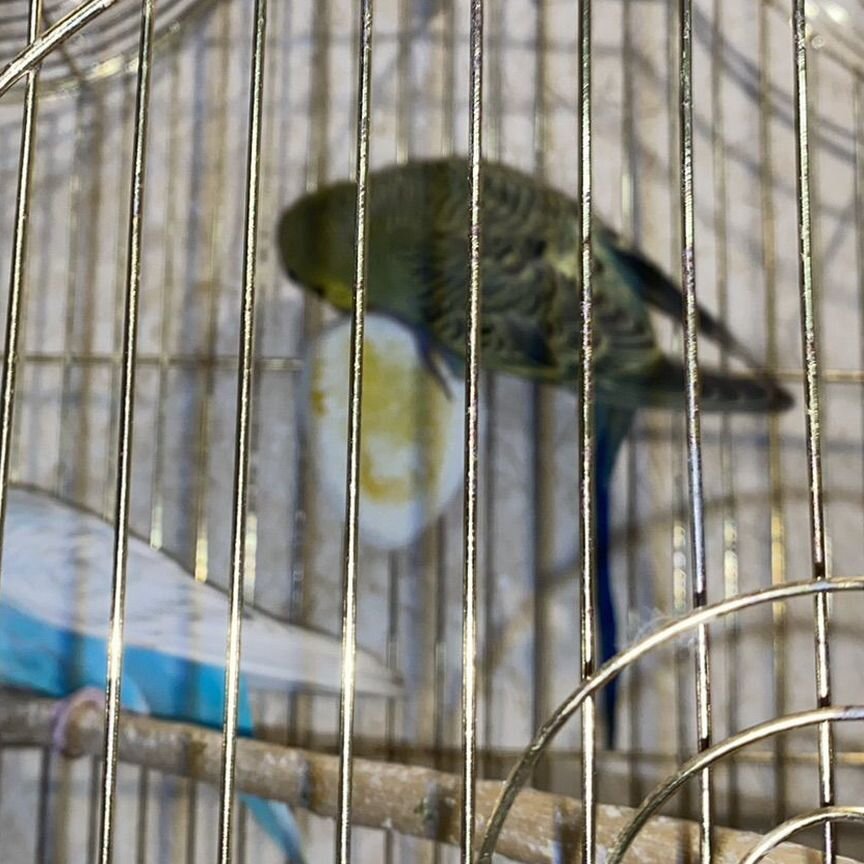 Попугай и канарейка