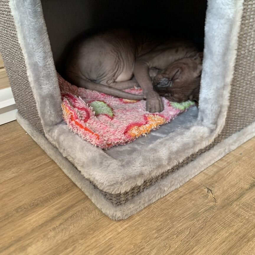 Канадский сфинкс