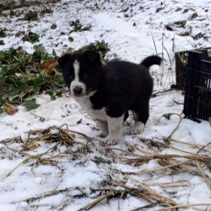 Русско-европейская лайка, щенок