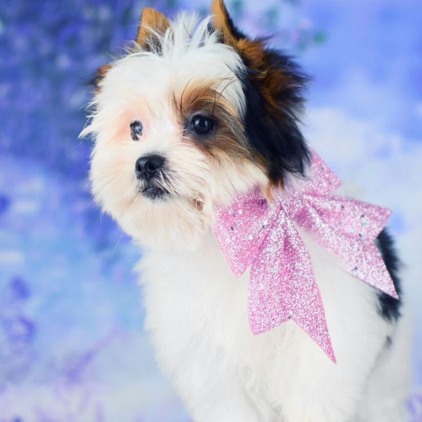 Бивер-йоркширский терьер, щенок