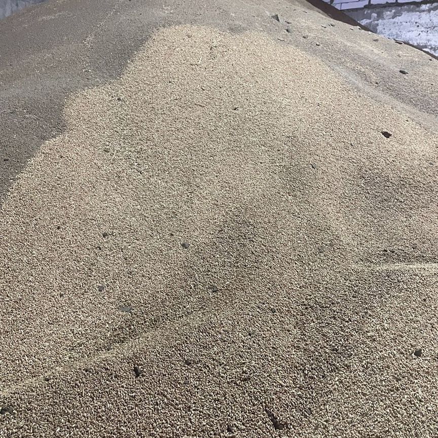 Зерно Пшеница урожай 2024