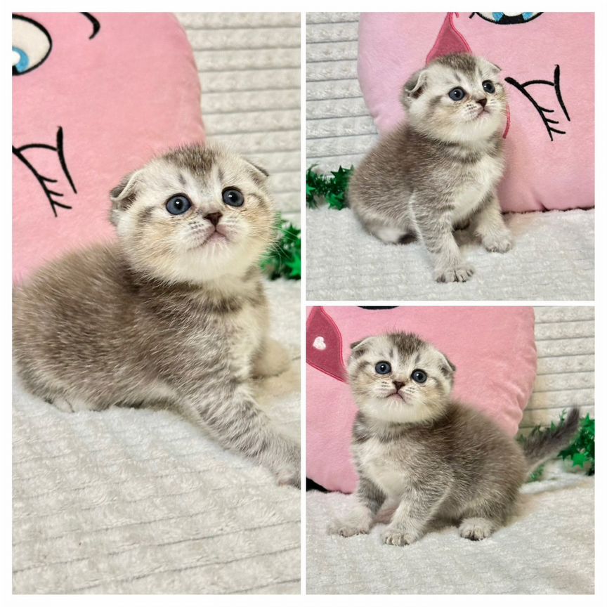 Шотландские вислоухие котята