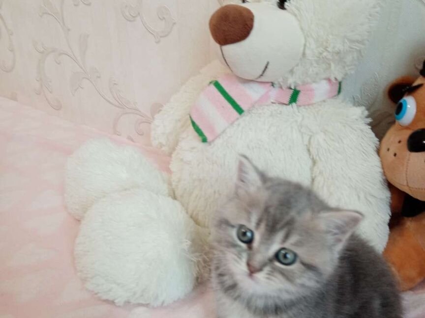 Шотландские котята