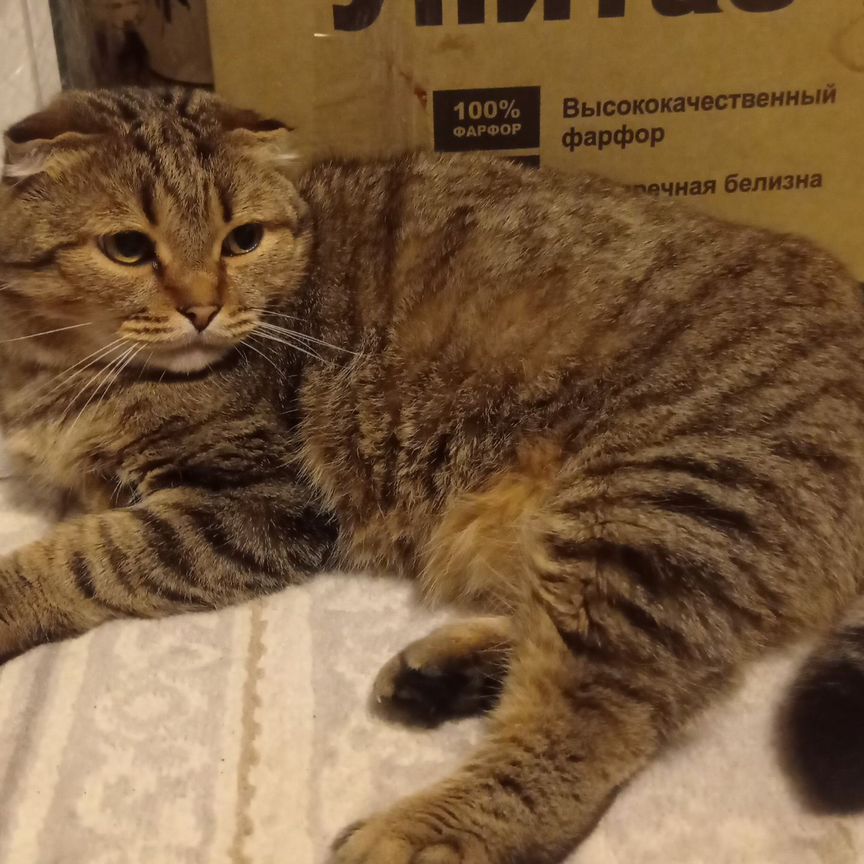 Отдам бесплатно кота