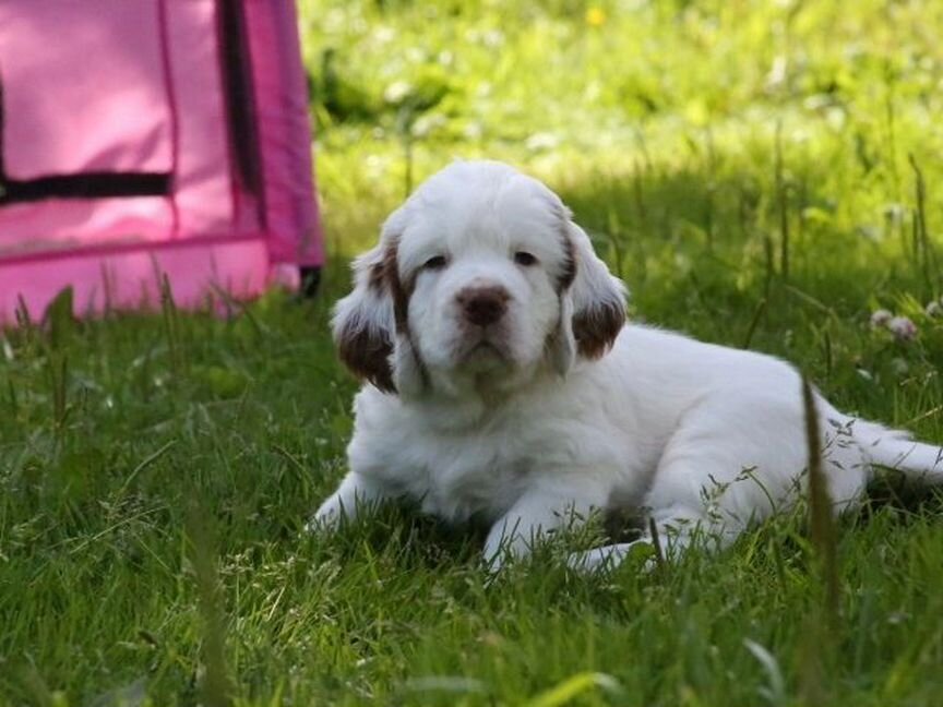 Кламбер, питомник РКФ